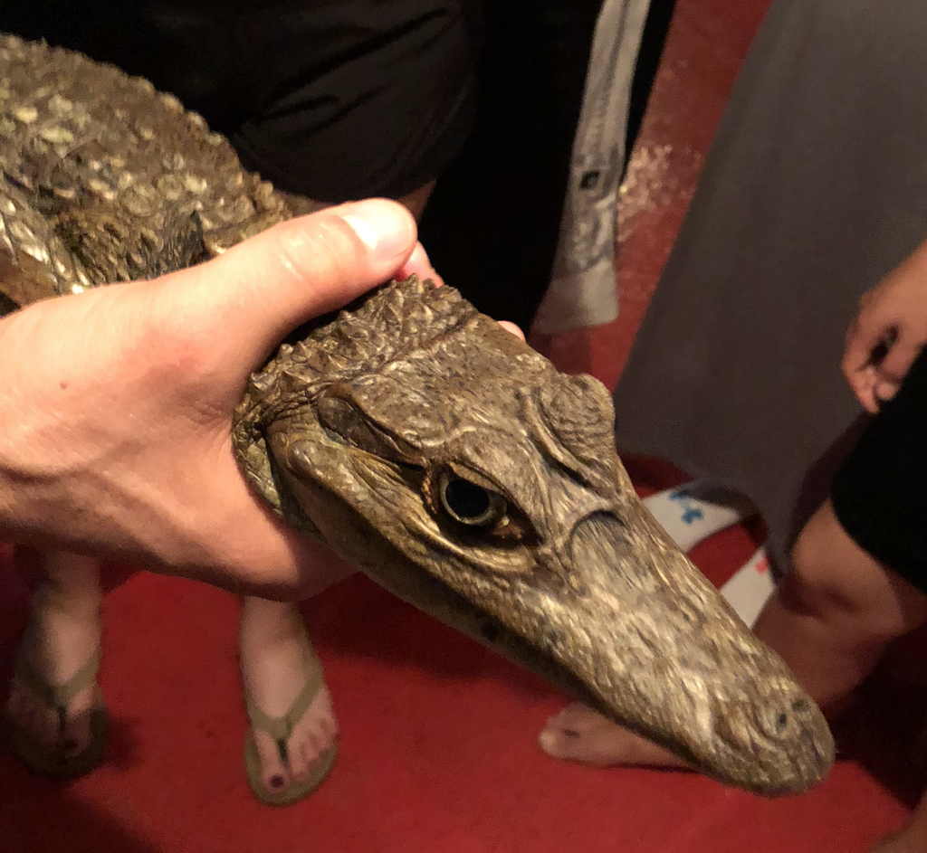 Spectacled Caiman from Manacapuru - State of Amazonas, 69400-000 ...