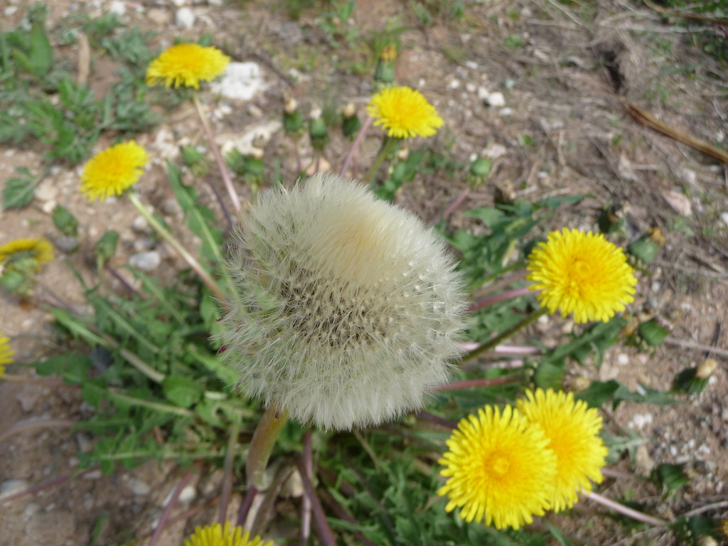 common dandelion from Aardla, Tartu County, Estonia on May 21, 2011 at ...