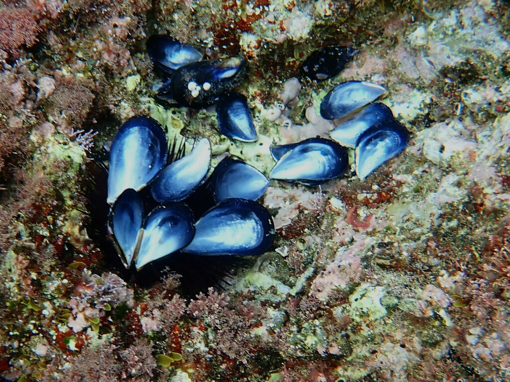 Mediterranean Mussel from Cala Cativa, Espanya on December 2, 2024 at ...