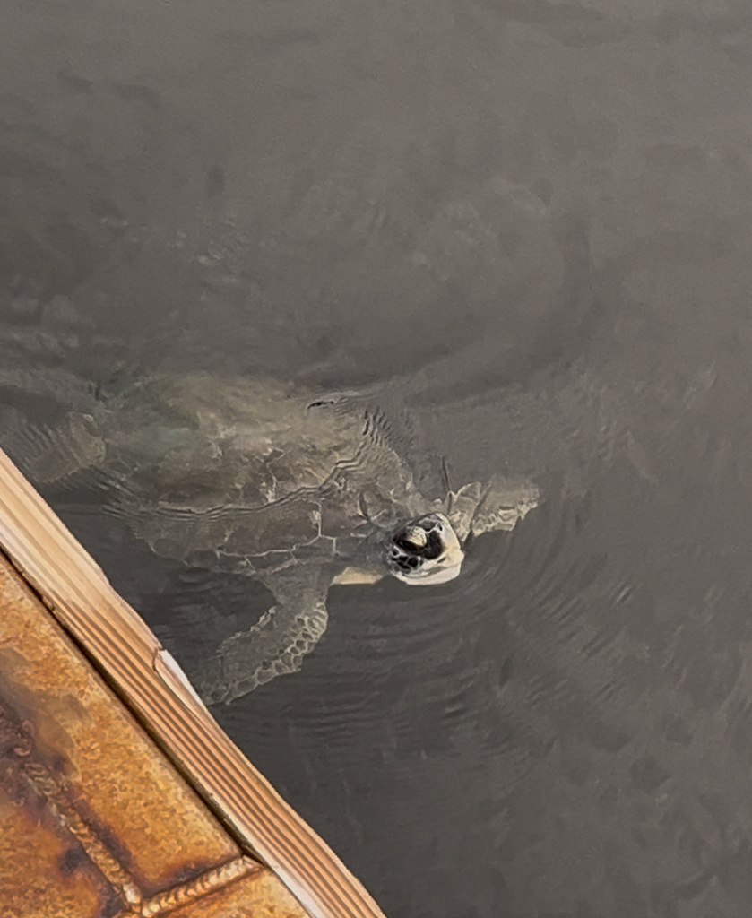 Green Sea Turtle in November 2024 by kochs211. This turtle was found in ...