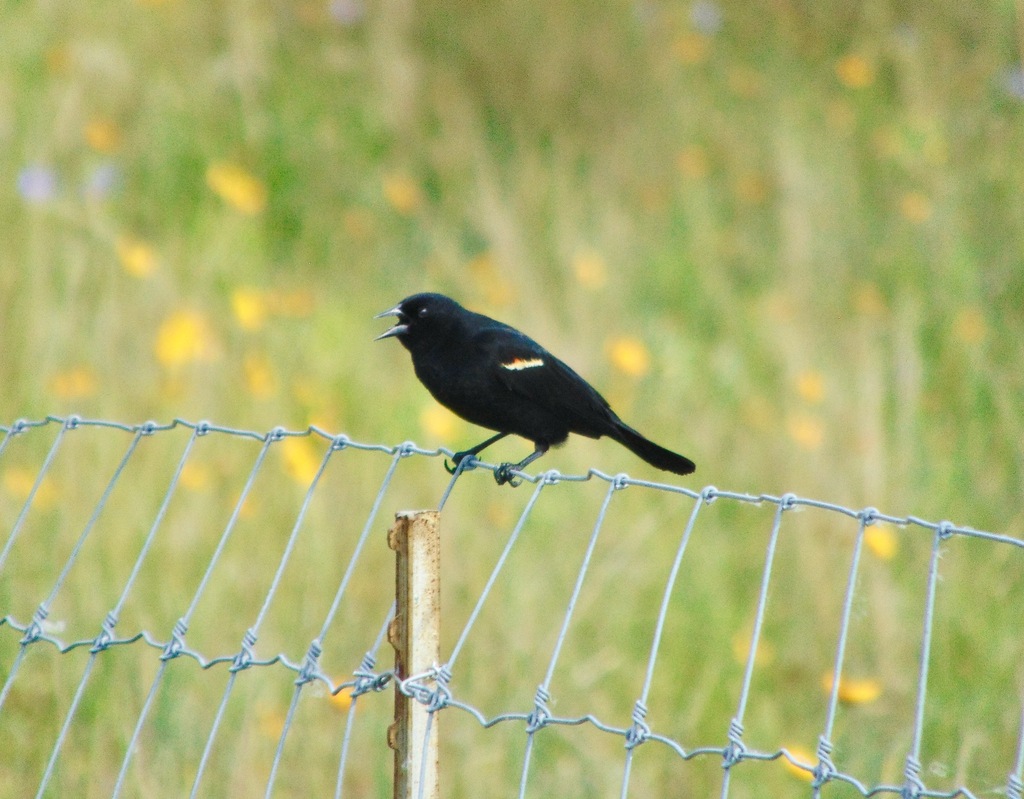 Red-winged Blackbird from Jackson Park, Chicago, IL, USA on June 10 ...