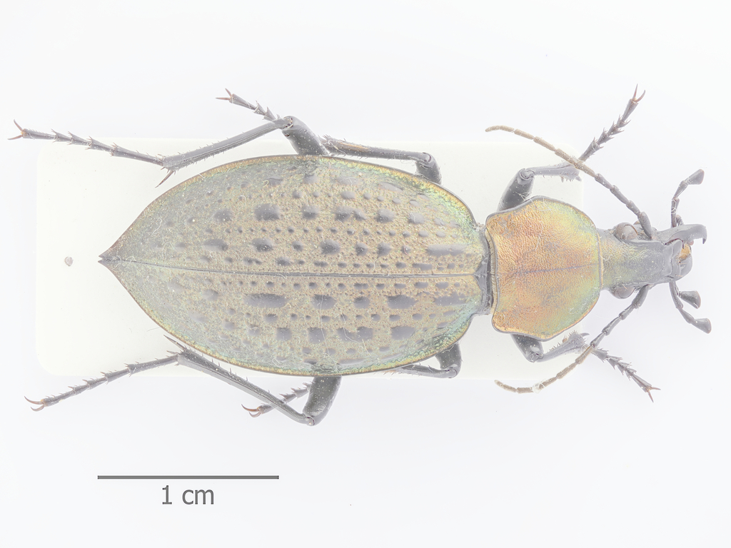 Carabus elysii from Mt. Quinling, Shanxi, China on June 15, 2004 by ...