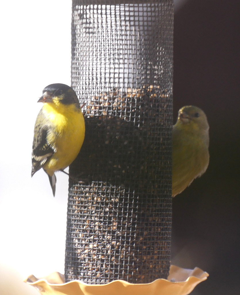 Lesser Goldfinch from Delta, CO 81416, USA on December 3, 2024 at 12:00 ...