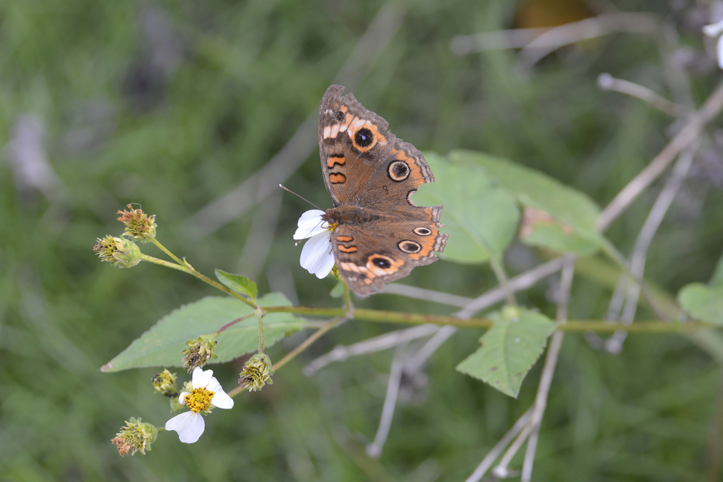West Indian Mangrove Buckeye from Miami-Dade County, Florida, USA on ...