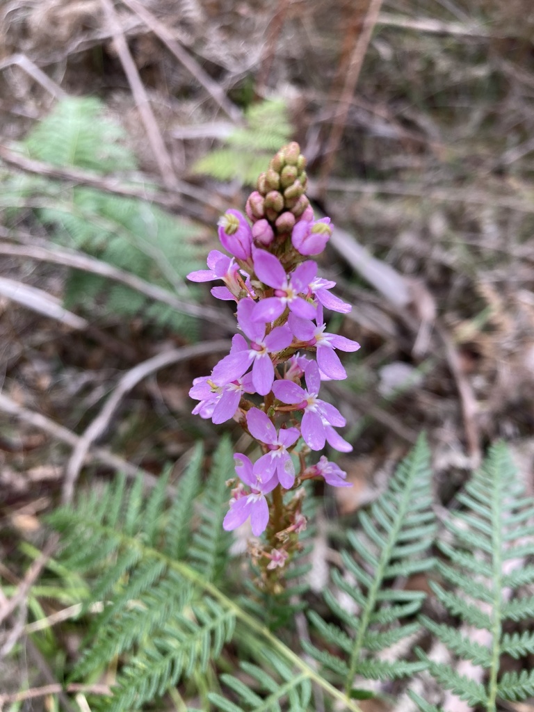 Grass Triggerplant from Honan, Wandilo, SA, AU on December 03, 2024 at ...