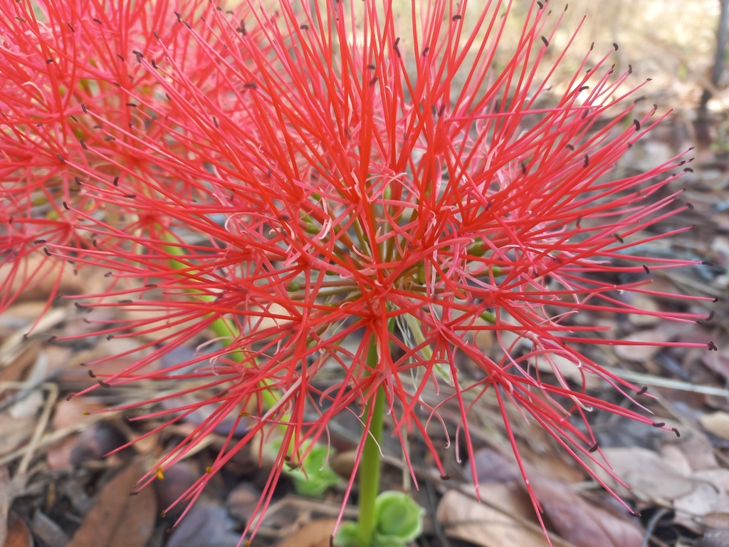 Bloodlily from Mkushi, Zambia on November 7, 2024 at 09:18 AM by ...