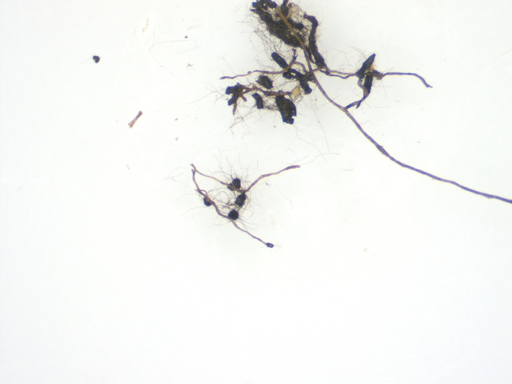 Cenococcum geophilum from Prince Edward Island, Canada on November 03 ...