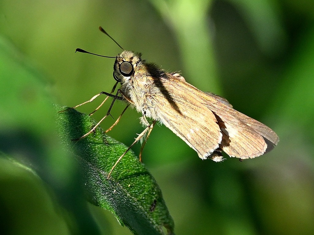 Ocola Skipper from McAllen, TX, USA on October 24, 2024 at 10:34 AM by ...