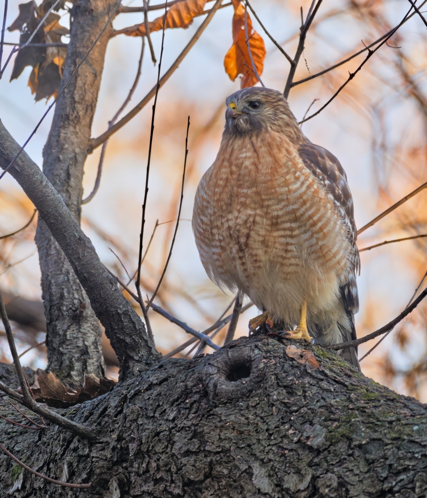 Red-shouldered Hawk from Long Island, New York, NY, US on December 1 ...