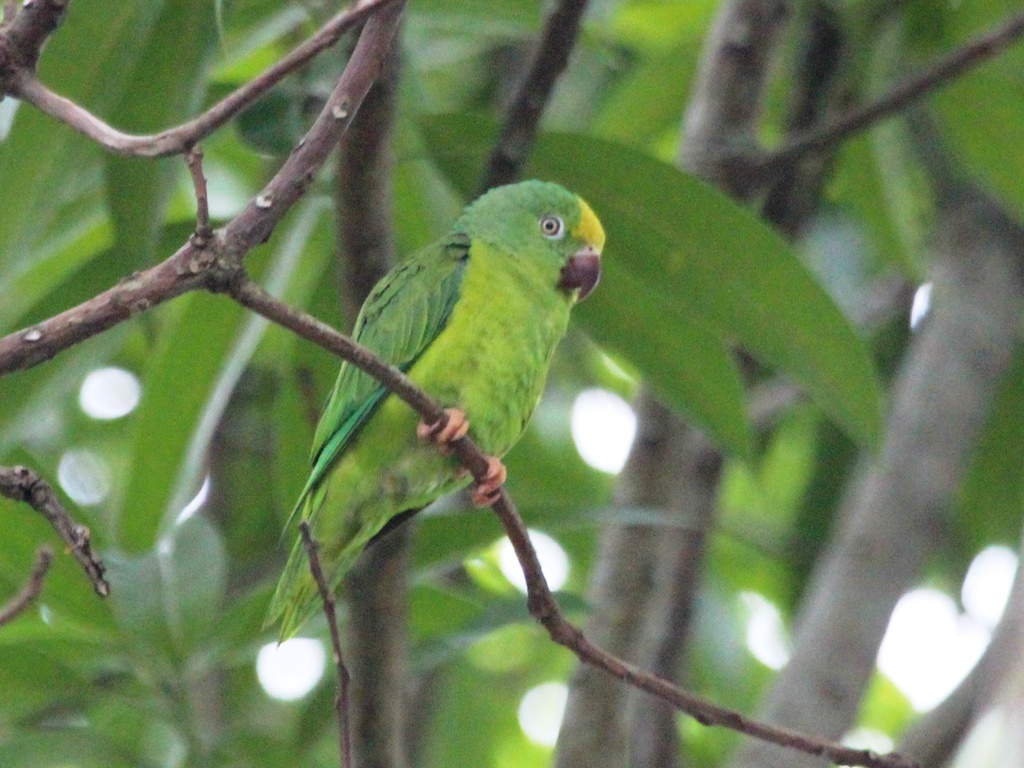 Tui Parakeet from Ponta Negra, Manaus - State of Amazonas, Brazil on ...