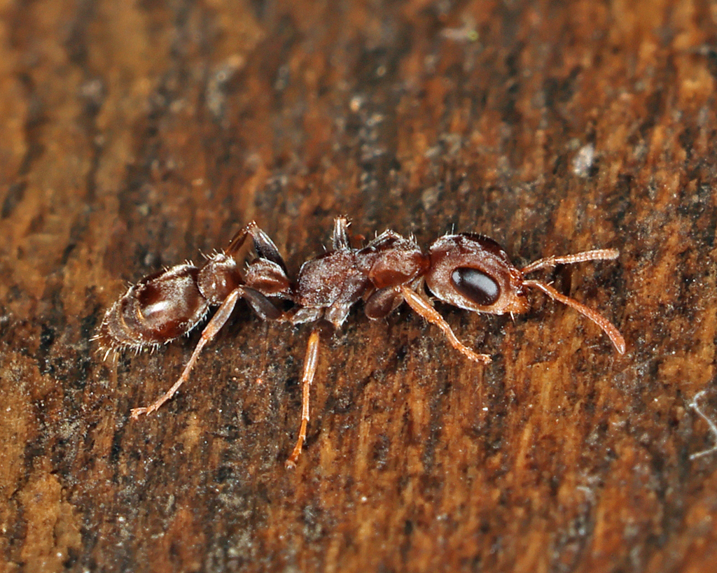 Twig Ants from Rancho Naturalista, Cartago Province, Tayutic, 30508 ...