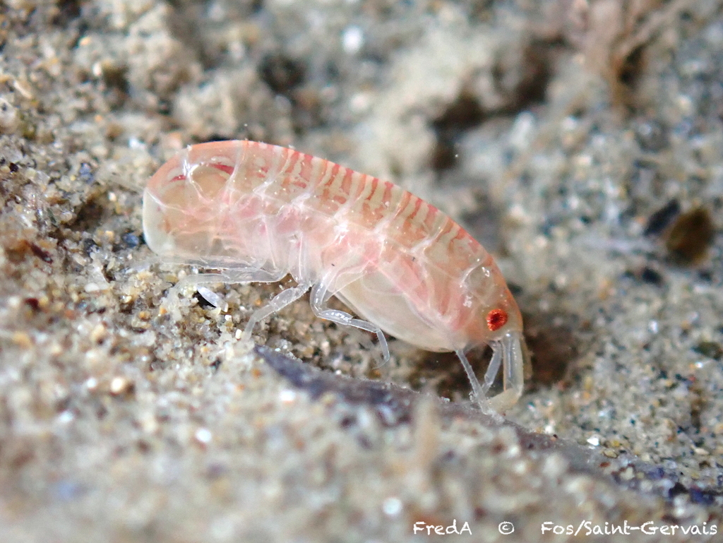 Leucothoidae from Bouches-du-Rhône, Provence-Alpes-Côte d'Azur, FR on ...