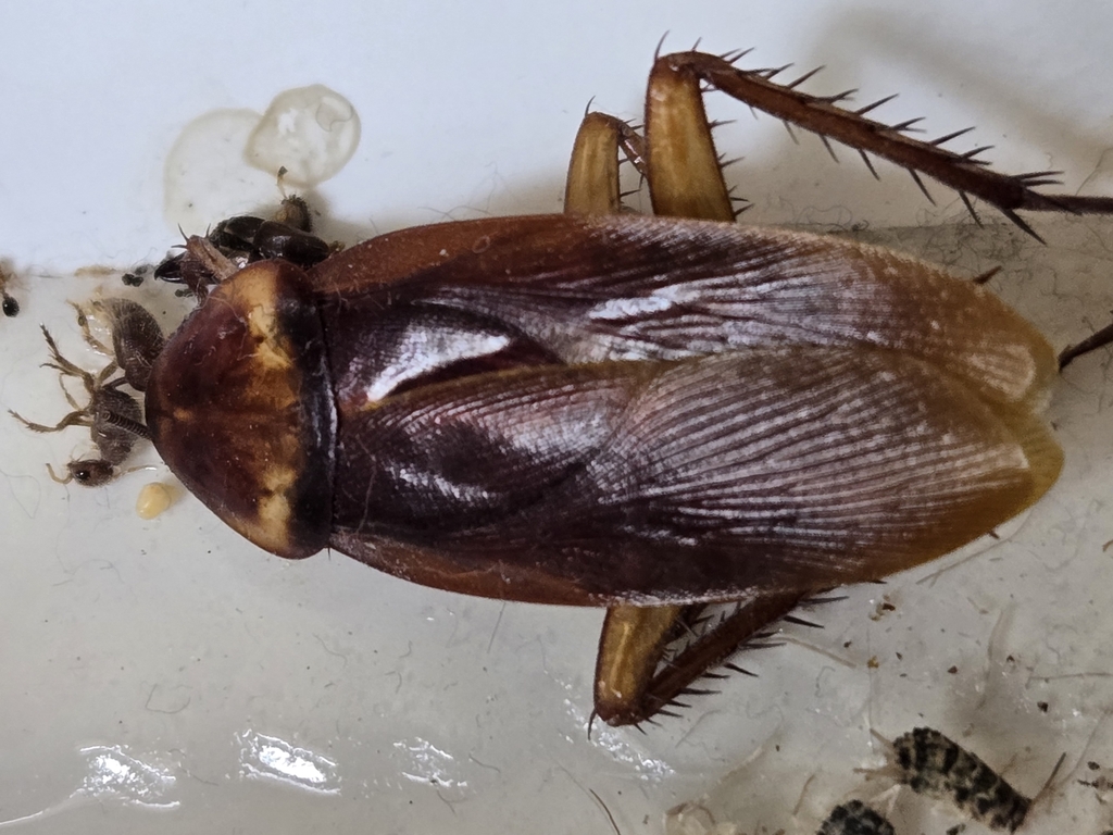 American Cockroach from Main St. / Central Ave., Coolidge, AZ 85128 ...