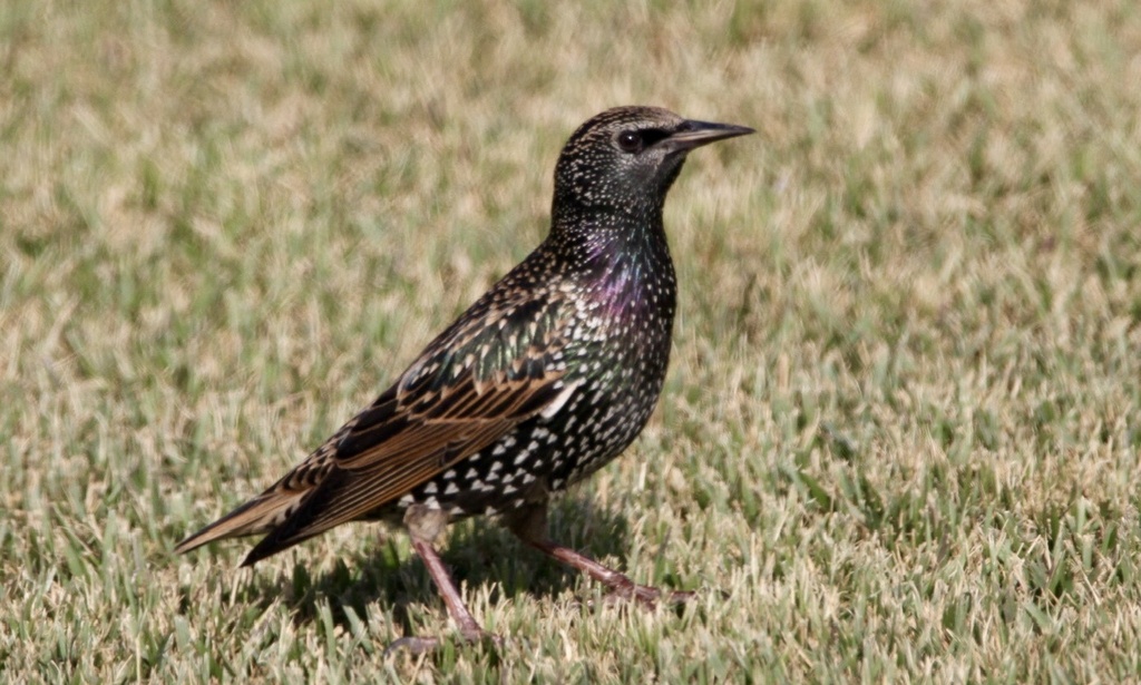 European Starling from Bryan, TX, US on November 30, 2024 at 11:44 AM ...