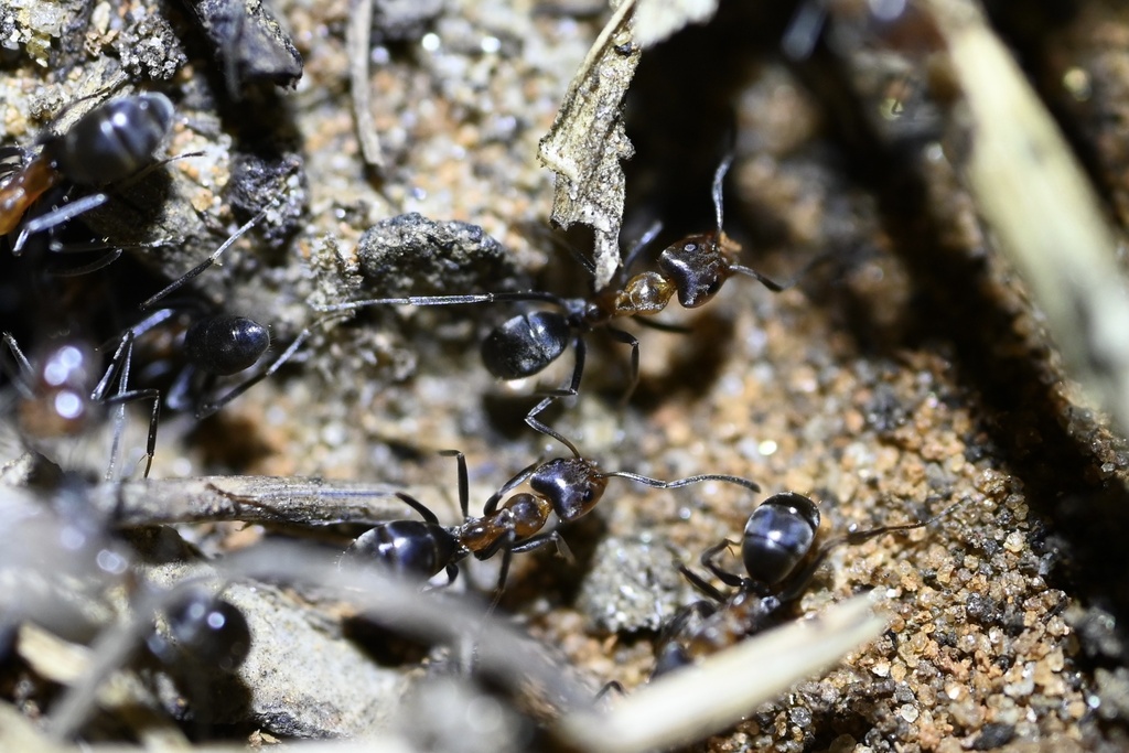 Iridomyrmex rufoniger from Ravine des Casoars Wilderness Protection ...
