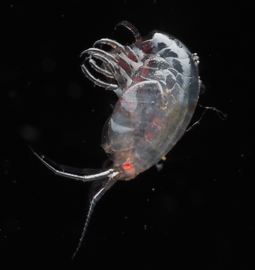 Stenothoidae from Menai Strait, Menai Bridge, Wales, GB on December 3 ...