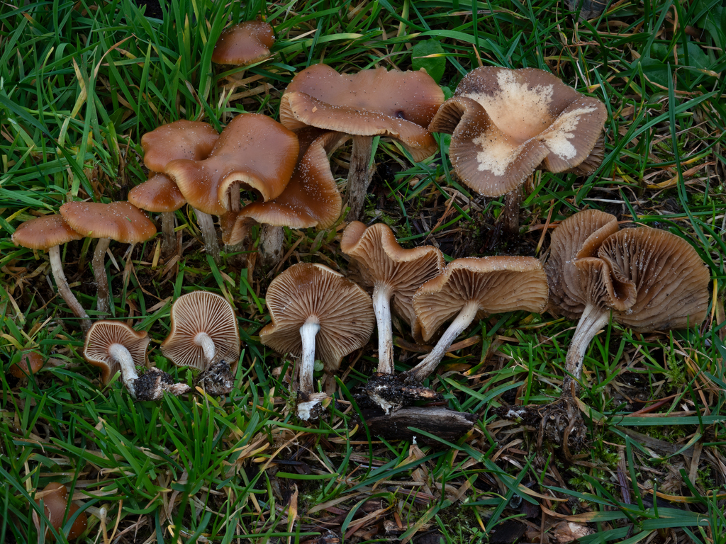 Wavy Cap in November 2024 by James Conway · iNaturalist