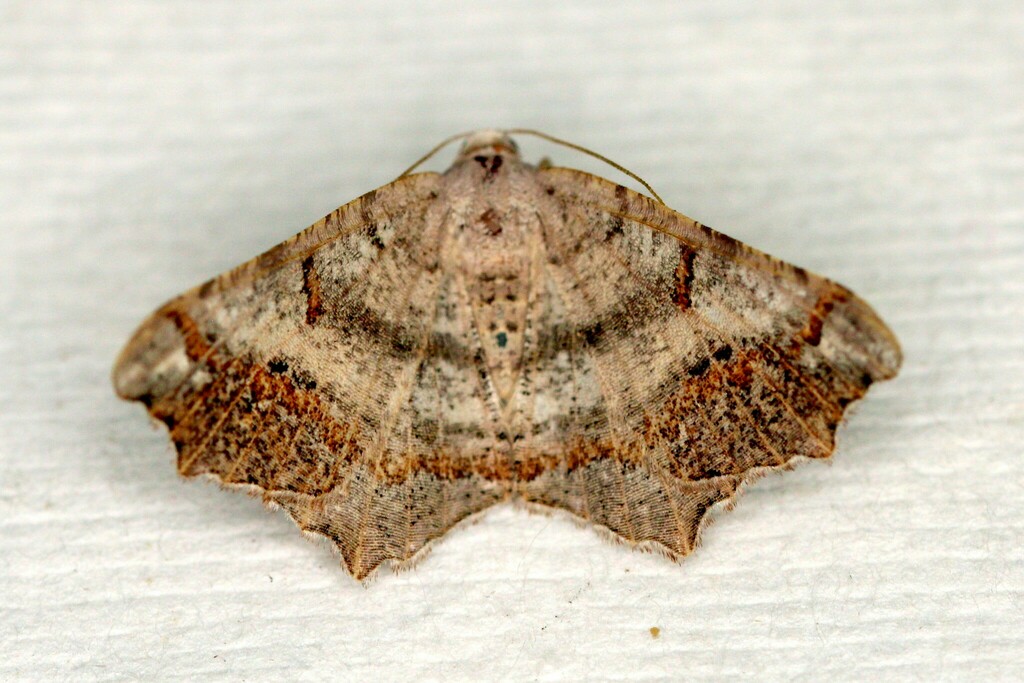 Dashed Geometrid from Sydney NSW, Australia on December 3, 2024 at 11: ...