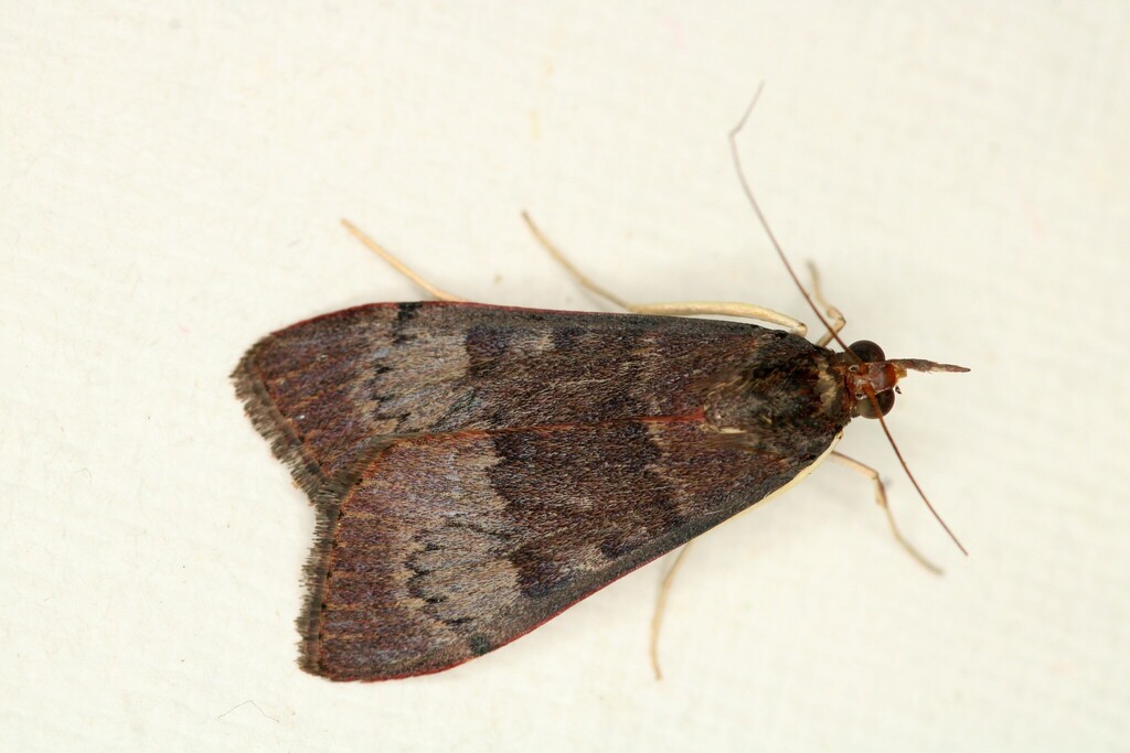 Tree Lucerne Moth from Sydney NSW, Australia on December 3, 2024 at 11: ...