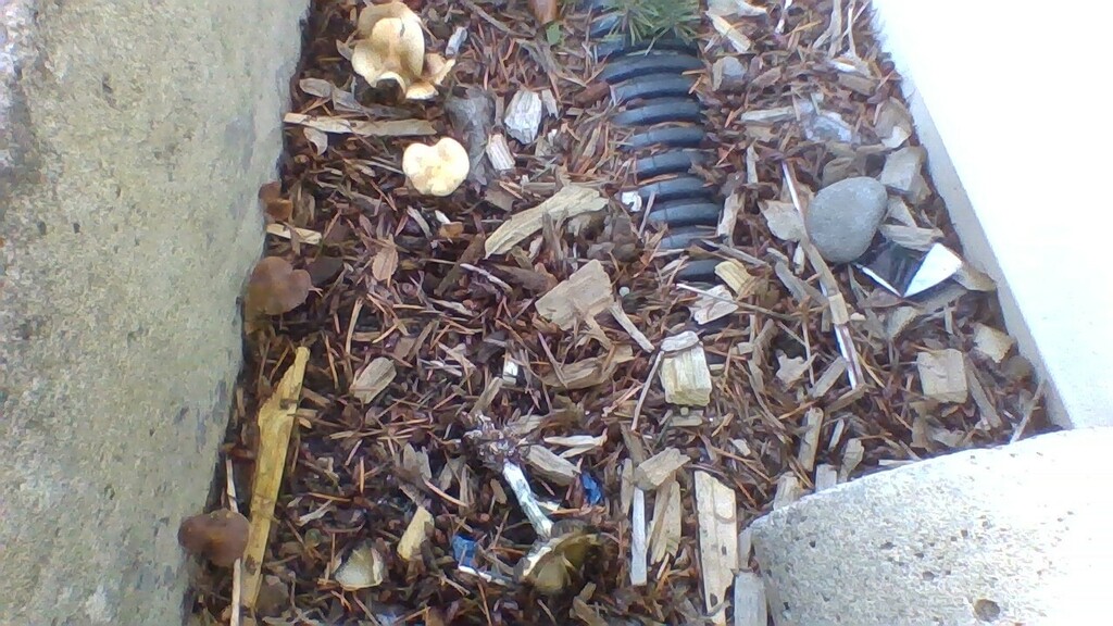 Wavy Cap in December 2024 by sirforager. found growing in mulch 100% ...