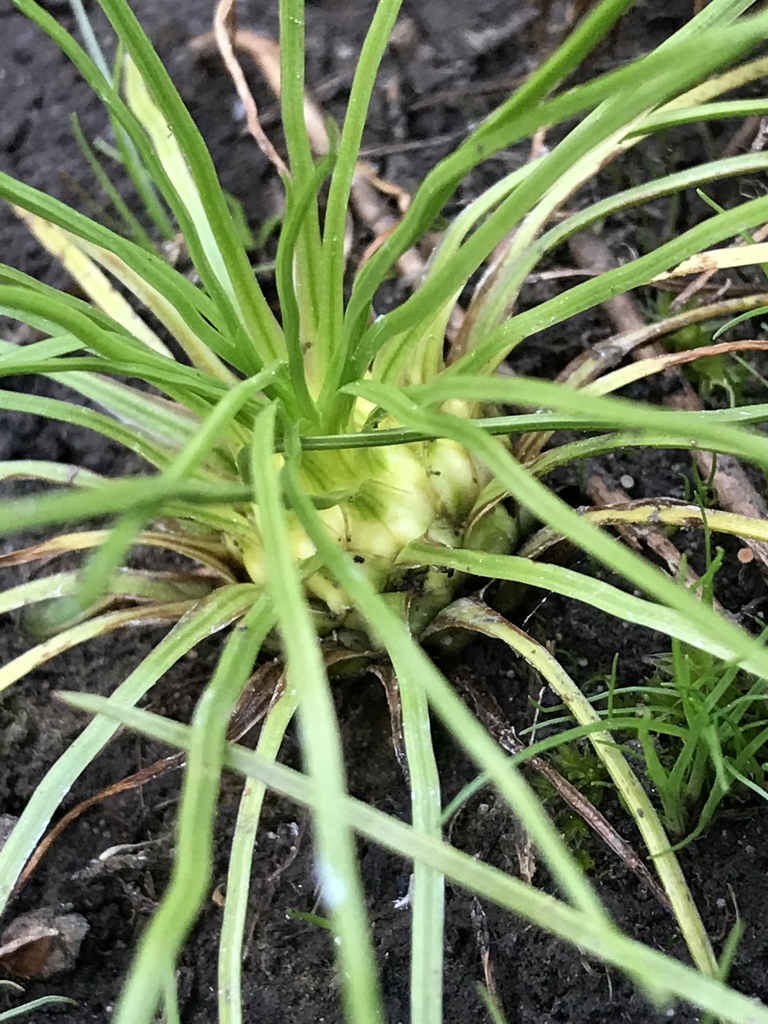 quillworts (Isoetes) - Botanical Realm