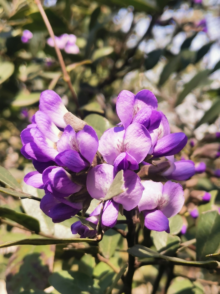 Texas mountain laurel from Zona de La Sierra Madre, San Pedro Garza ...