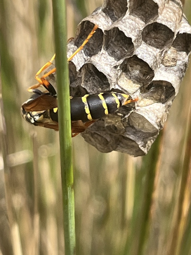 Asian Paper Wasp from Darebin Parklands, Alphington, VIC, AU on ...