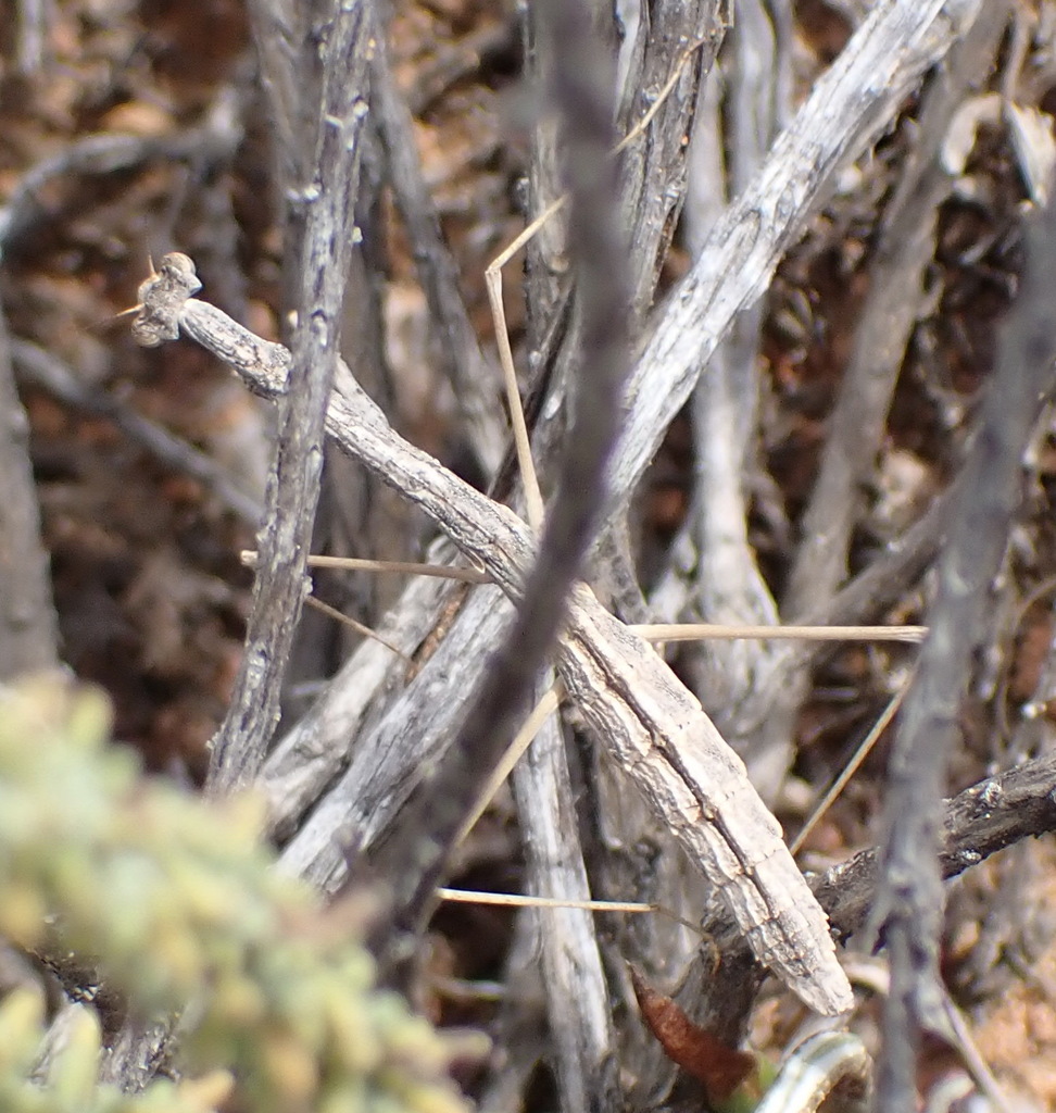 Hoplocorypha nana from Sutherland, Namakwa District Municipality, South ...