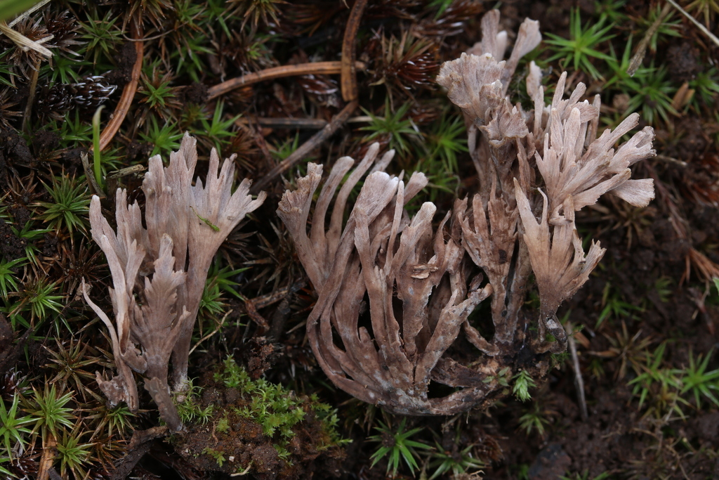 Thelephora in September 2024 by Jonathan Frank. Agaricomycetes ...