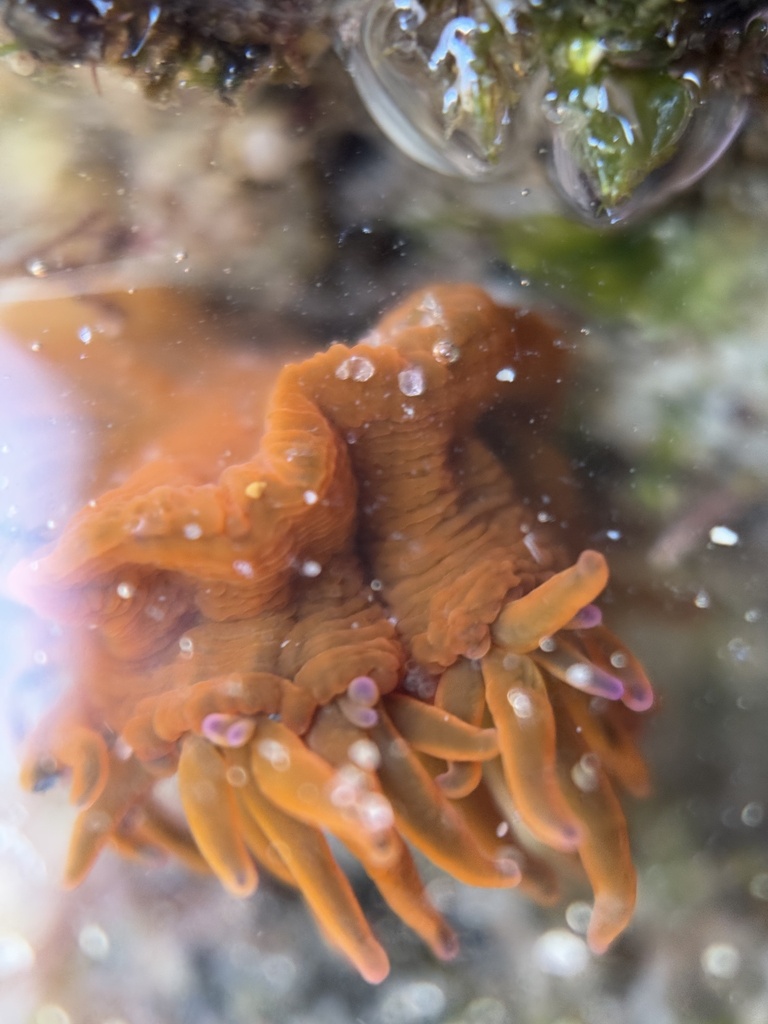 Anemonia mutabilis from Coral Sea, Lennox Head, NSW, AU on December 3 ...