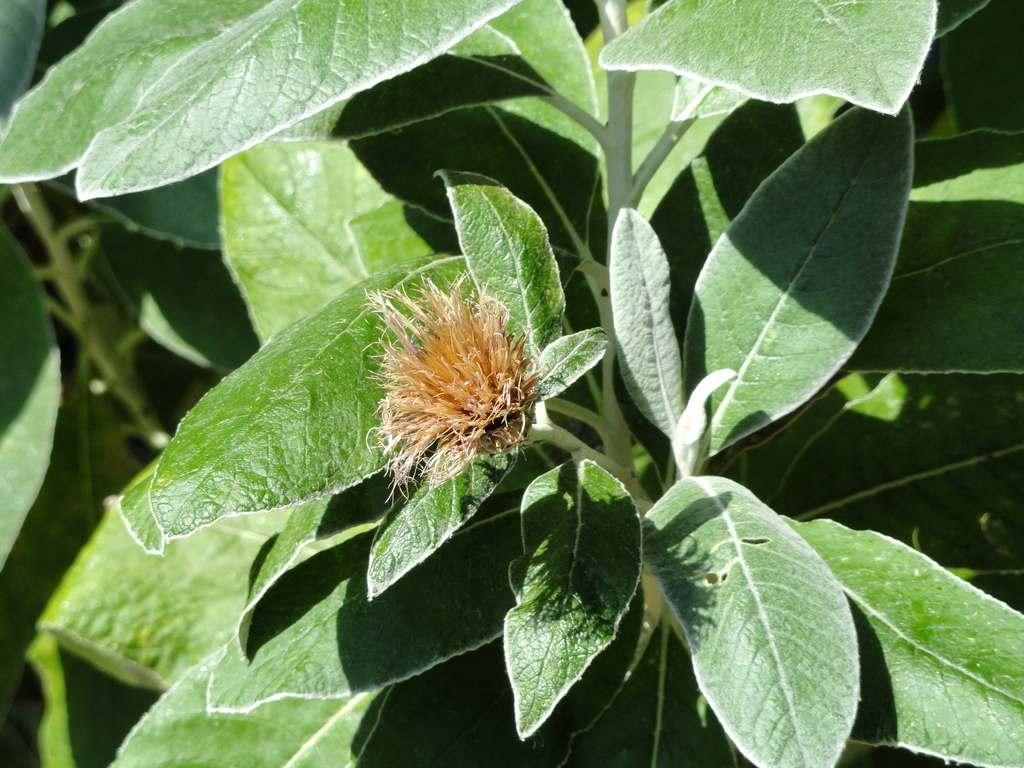 (Centaurothamnus maximus) - Botanical Realm