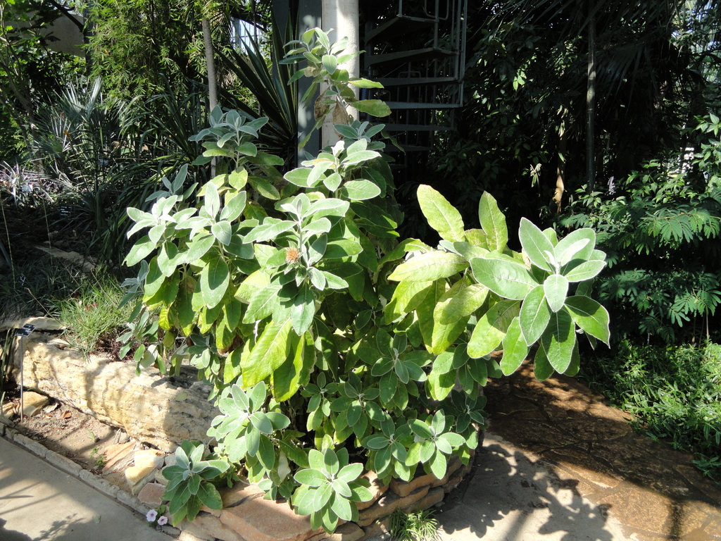 (Centaurothamnus maximus) - Botanical Realm