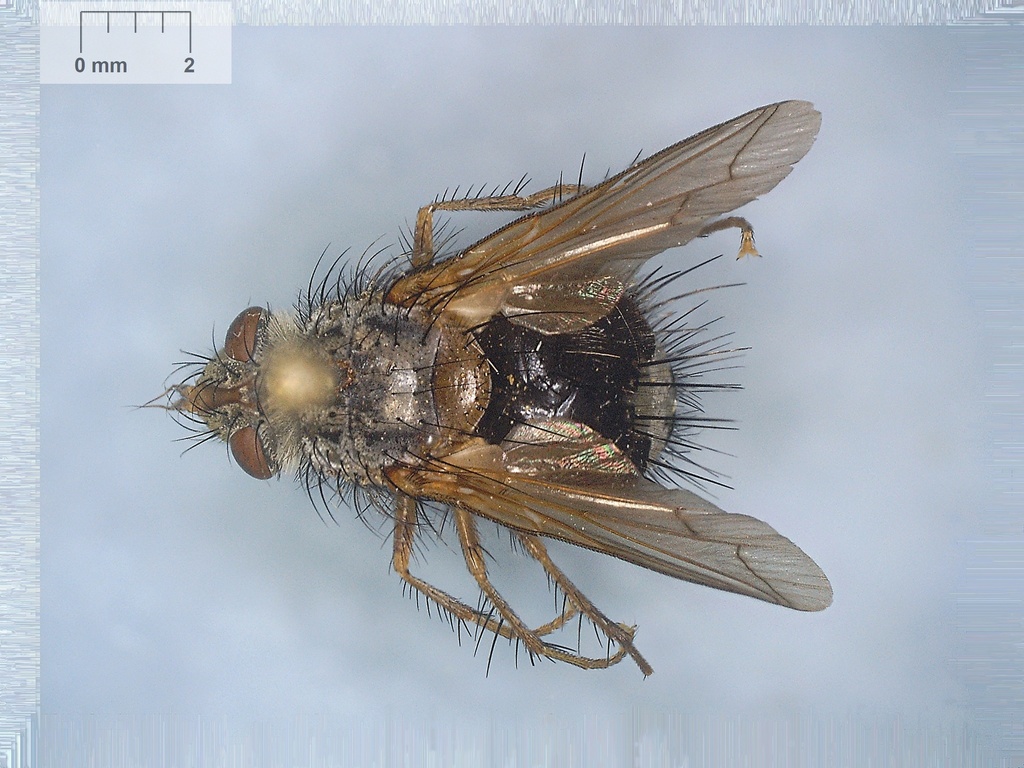 Early Tachinid Fly from Orford, Estrie, QC, Canada on July 02, 2000 by ...