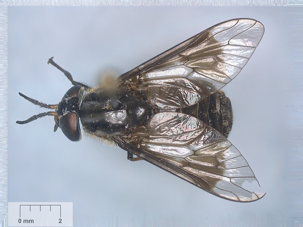 Black Deer Fly from Coaticook, Estrie, QC, Canada on June 22, 2013 by ...