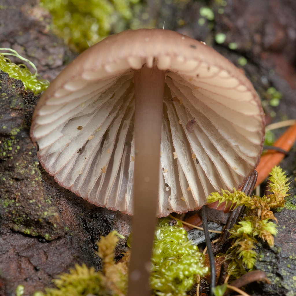 purple-edge bonnet from Cascade Rock Trail, Clallam, WA, USA on ...