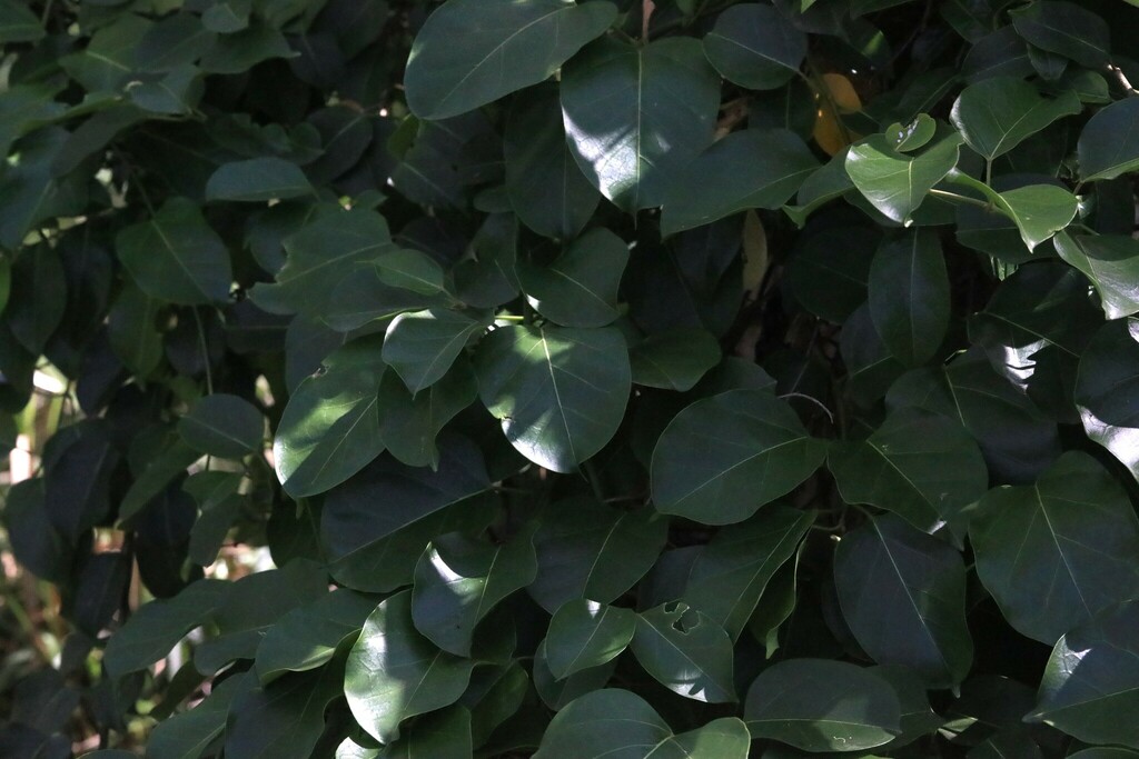 Common Milk Vine from Central Coast NSW, Australia on November 8, 2024 ...