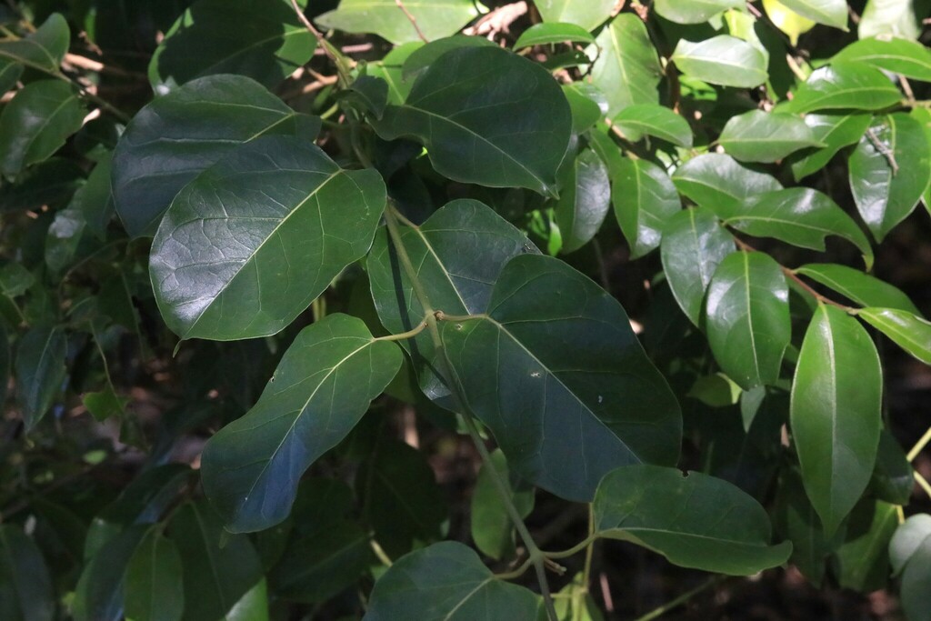 Common Milk Vine from Central Coast NSW, Australia on November 8, 2024 ...