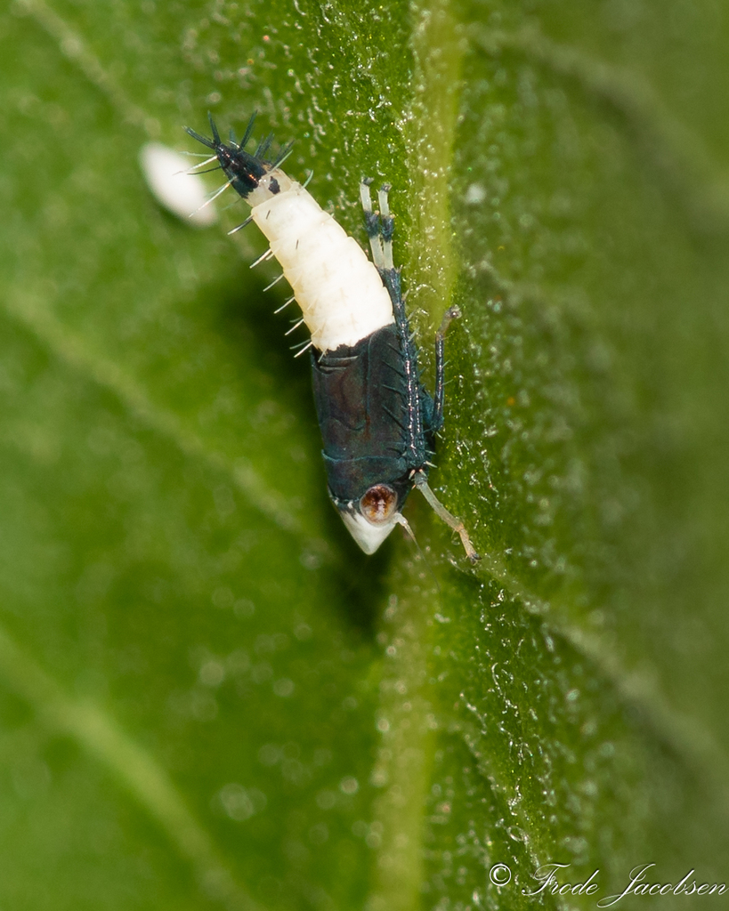 Scaphoideus incisus from Parkview Trail, MD, USA on June 10, 2021 at 05 ...