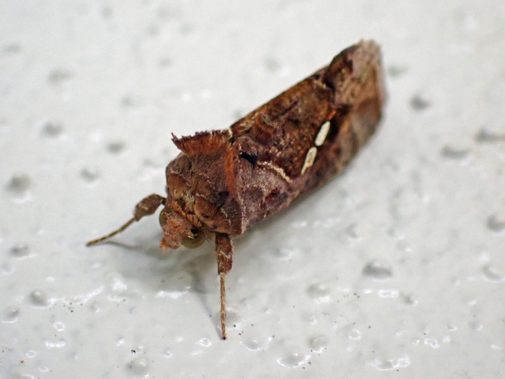 Green Garden Looper from Maroochydore QLD 4558, Australia on December 4 ...