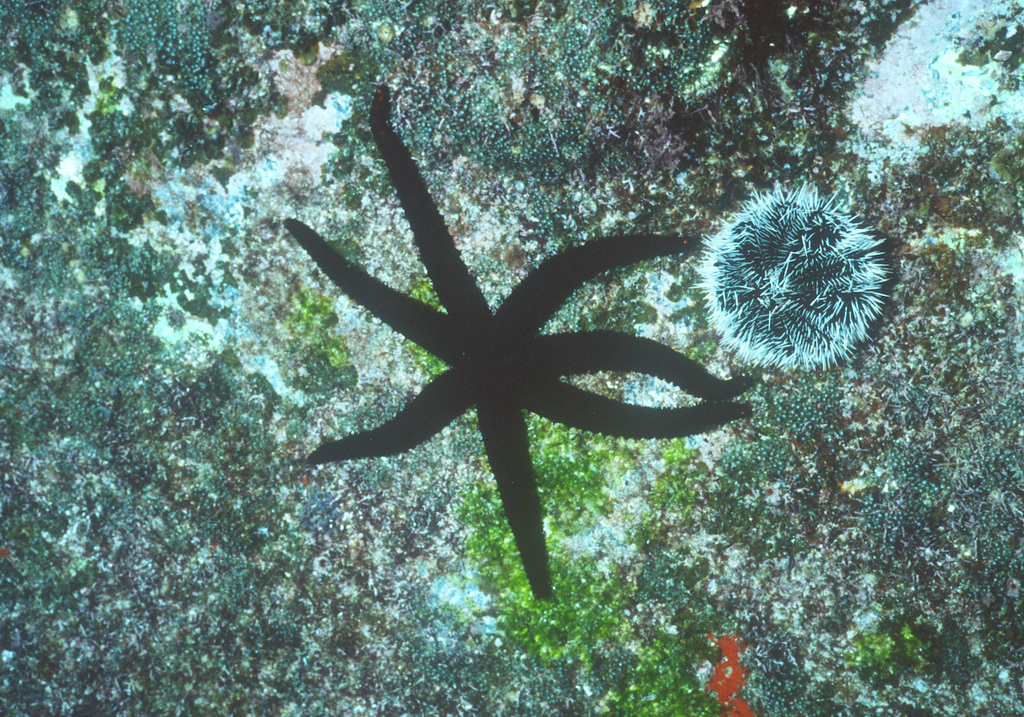 Island Sea Star from L'Esperance Rock on October 31, 1985 by Malcolm ...