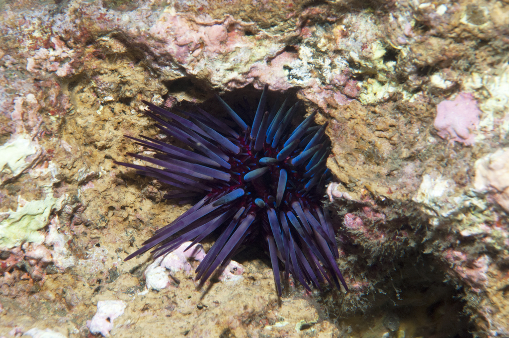 Rock-boring Urchins from Curtis Is on May 24, 2011 by Malcolm Francis ...