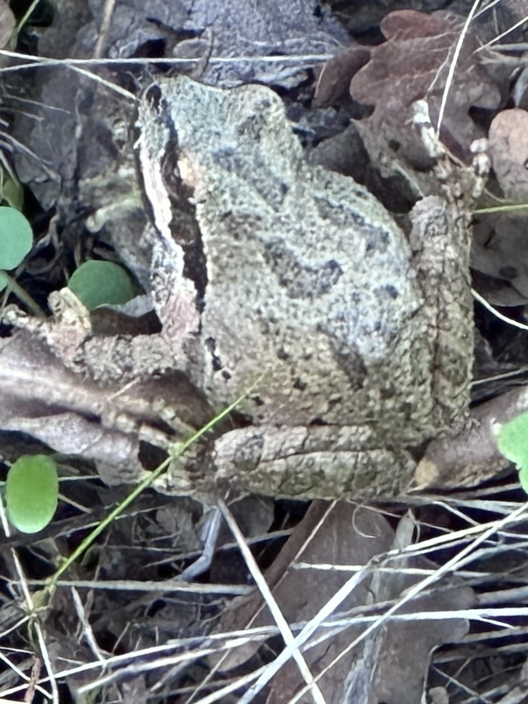 Pacific chorus frog from Alston Park, Napa, CA, US on December 3, 2024 ...