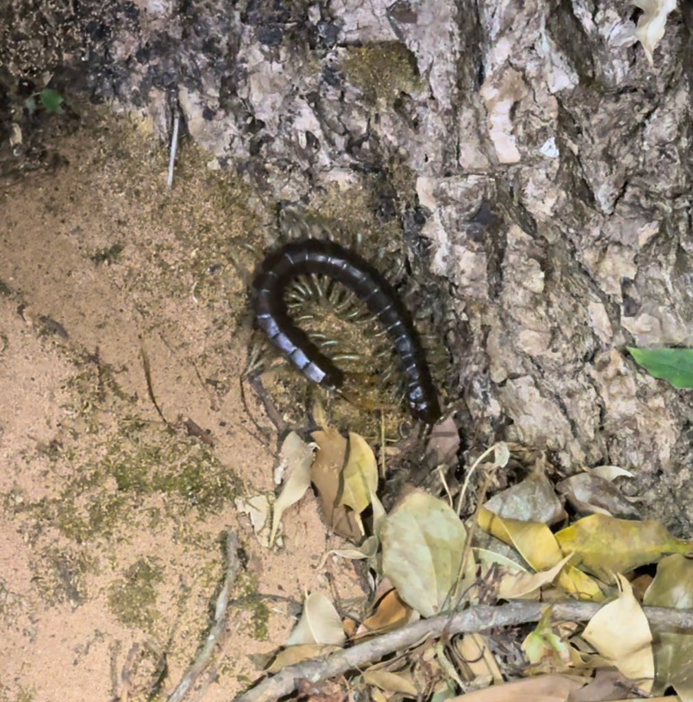 Australasian Giant Centipede from Dungavel Park Malanda, Malanda, QLD ...