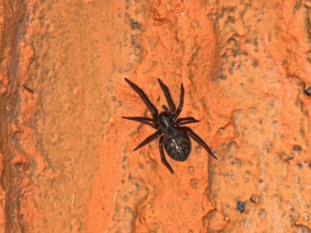 RTA Clade Spiders from Java, Cianjur, West Java, ID on December 4, 2024 ...