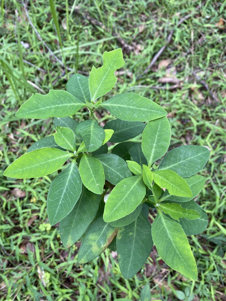 painted leaf from Toohey Forest Park, Nathan, QLD, AU on December 04 ...