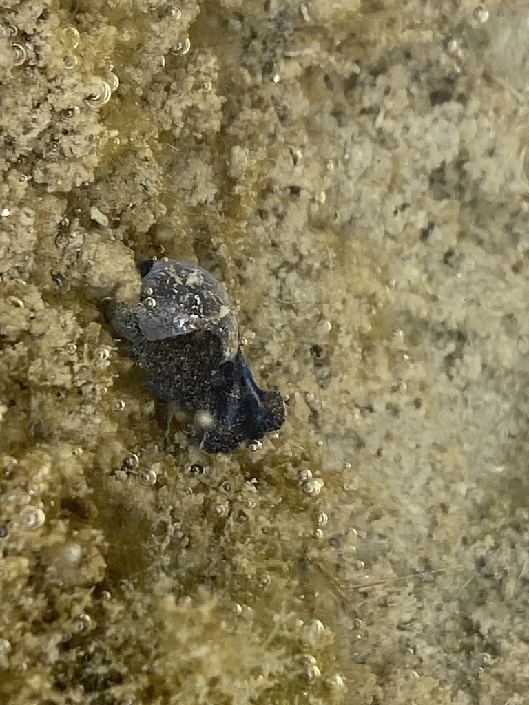 White Bubble Shell from Tauranga Harbour, Te Papa-Welcome Bay Ward, Bay ...