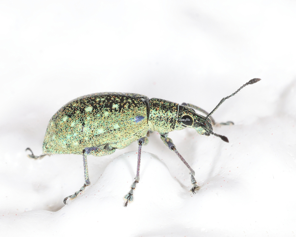 Exophthalmus jekelianus from Rancho Naturalista, Cartago Province ...