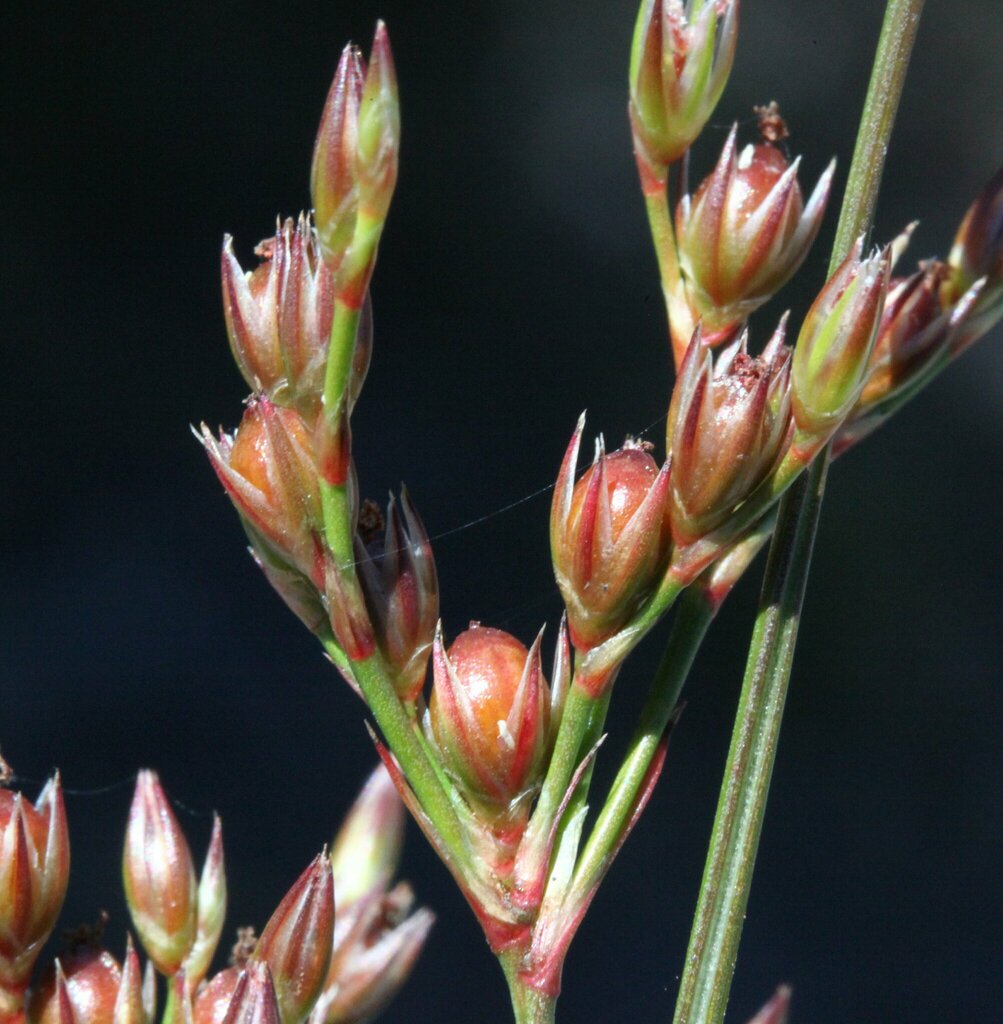 Forked Rush from Bayonet Head Albany on November 17, 2012 by geoffbyrne ...