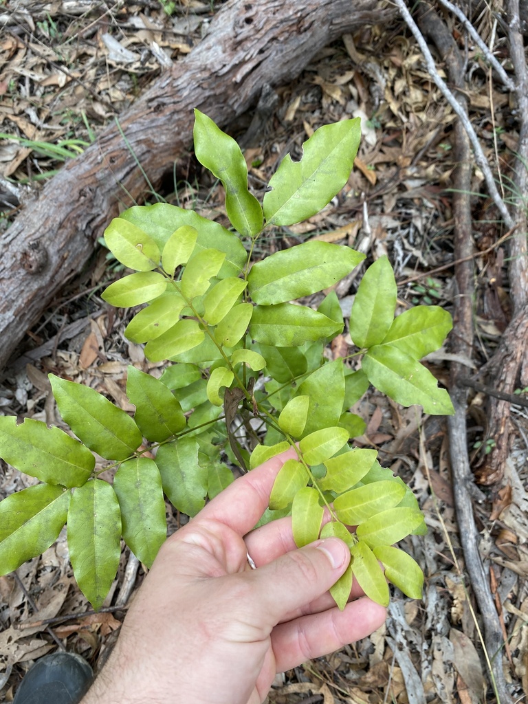 Something from Toohey Forest Park, Nathan, QLD, AU on December 4, 2024 ...