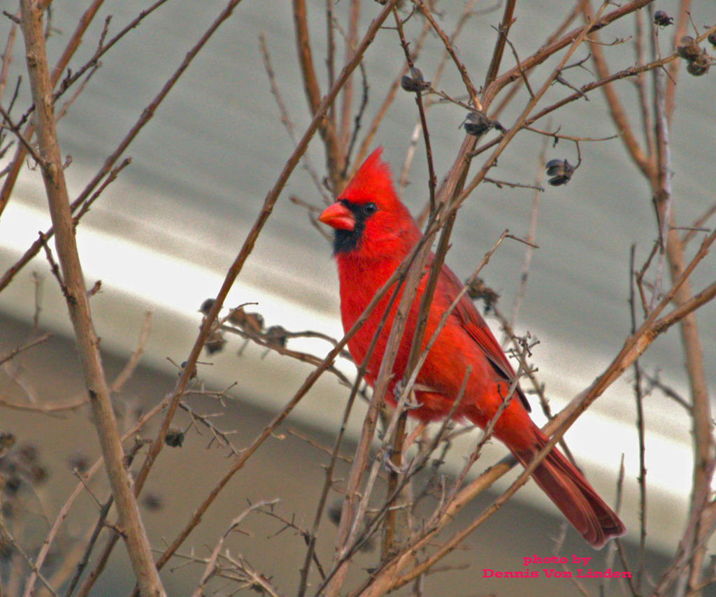 Northern Cardinal from Halifax, VA, USA on November 23, 2024 at 08:51 ...